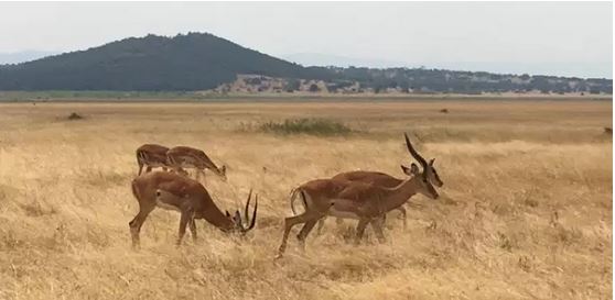 Privée du Rwanda et non de mon amour pour ce beau pays